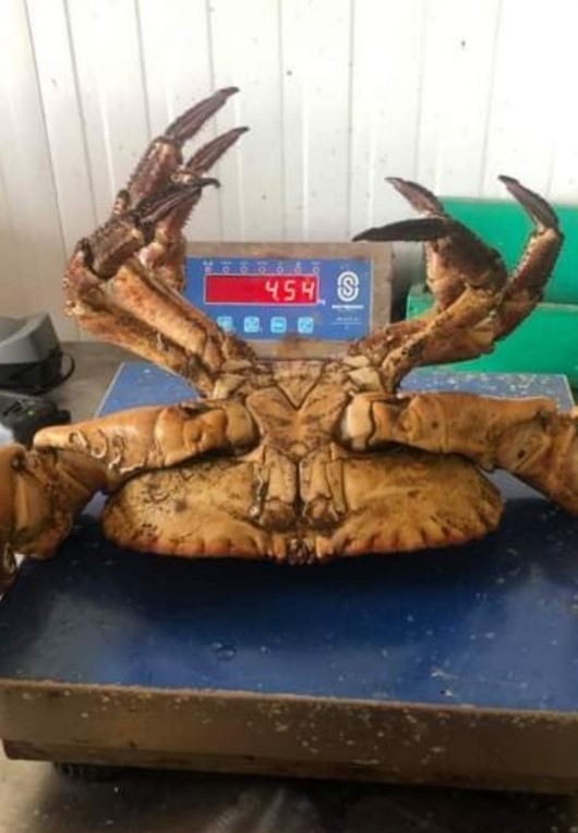 Ñocla de record en Tazones. Fotos | Villaviciosa noticias